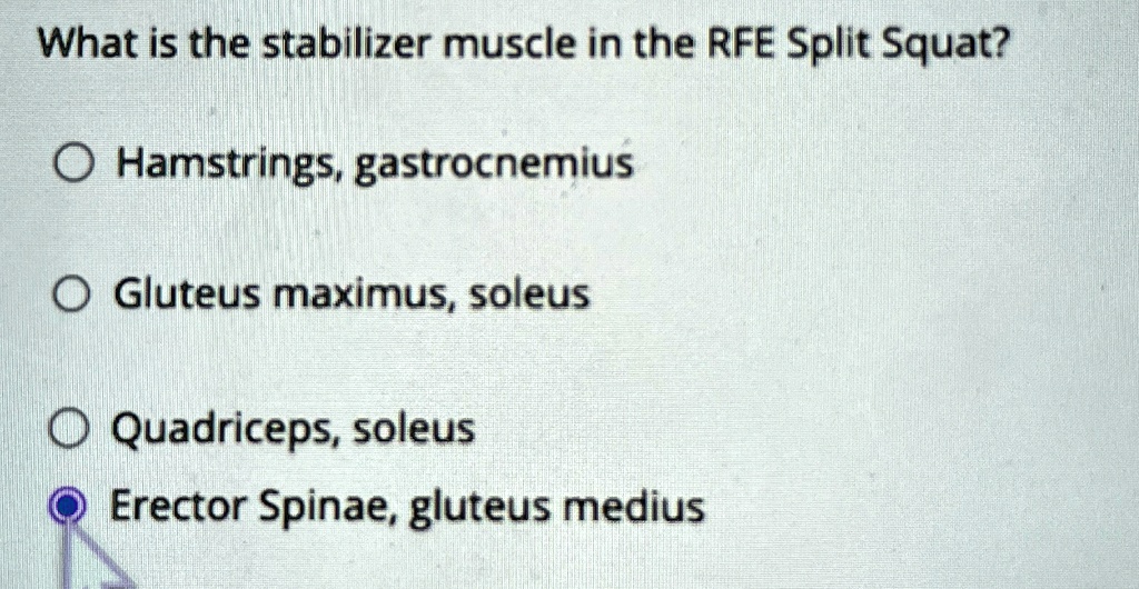 What is the stabilizer muscle in the RFE Split Squat? Hamstrings ...