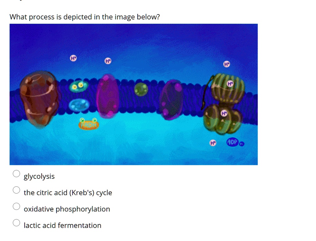 SOLVED: What process is depicted in the image below? glycolysis the ...