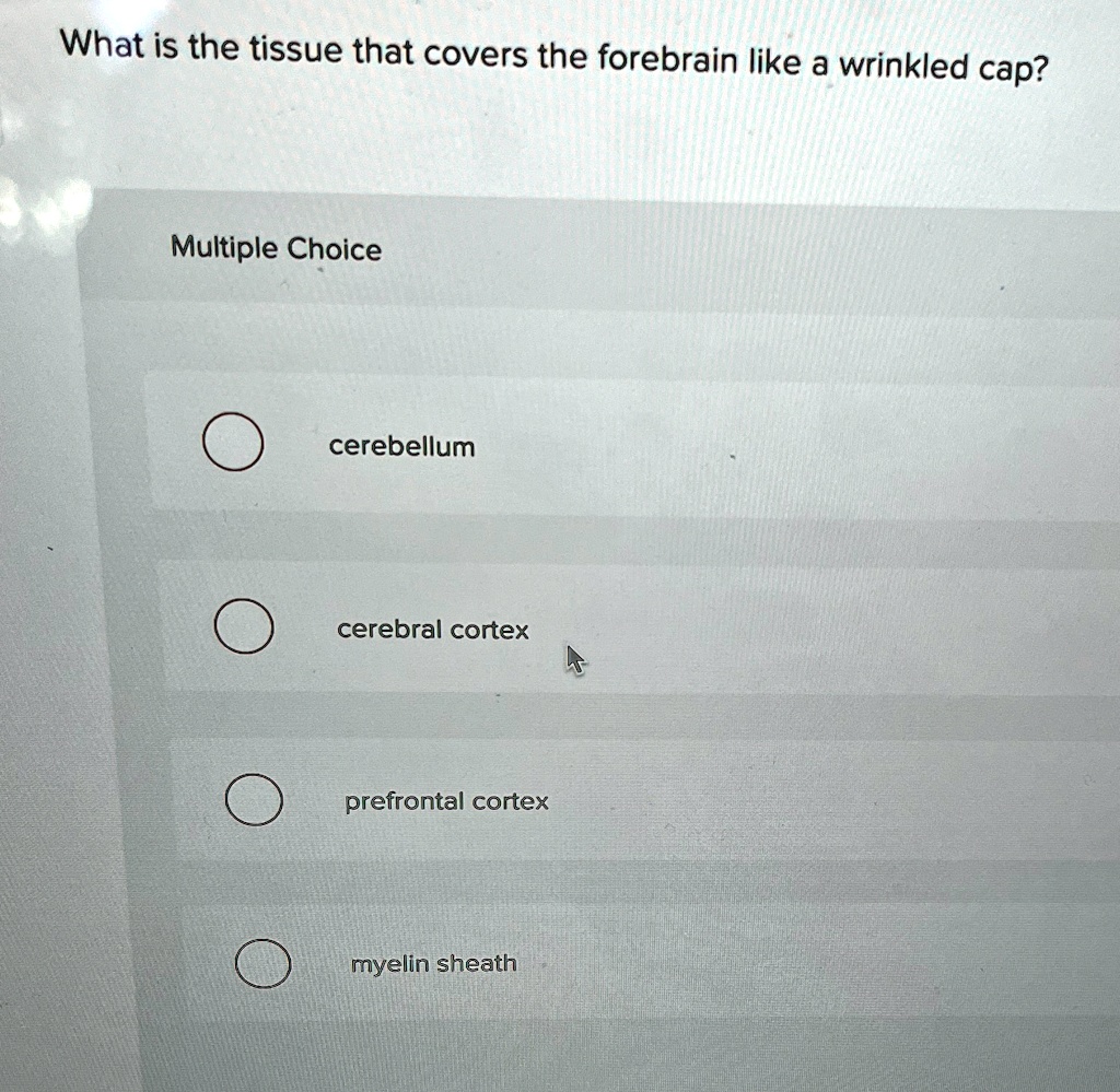 what is the tissue that covers the forebrain like a wrinkled cap ...