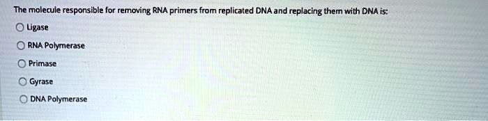 SOLVED: The molecule responsible for removing RNA primers from ...