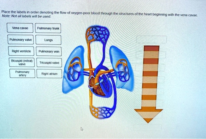 SOLVED: Place the labels in order denoting the flow of oxygen-poor blood through the structures ...