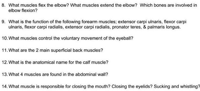 8. What muscles flex the elbow? What muscles extend the elbow? Which ...