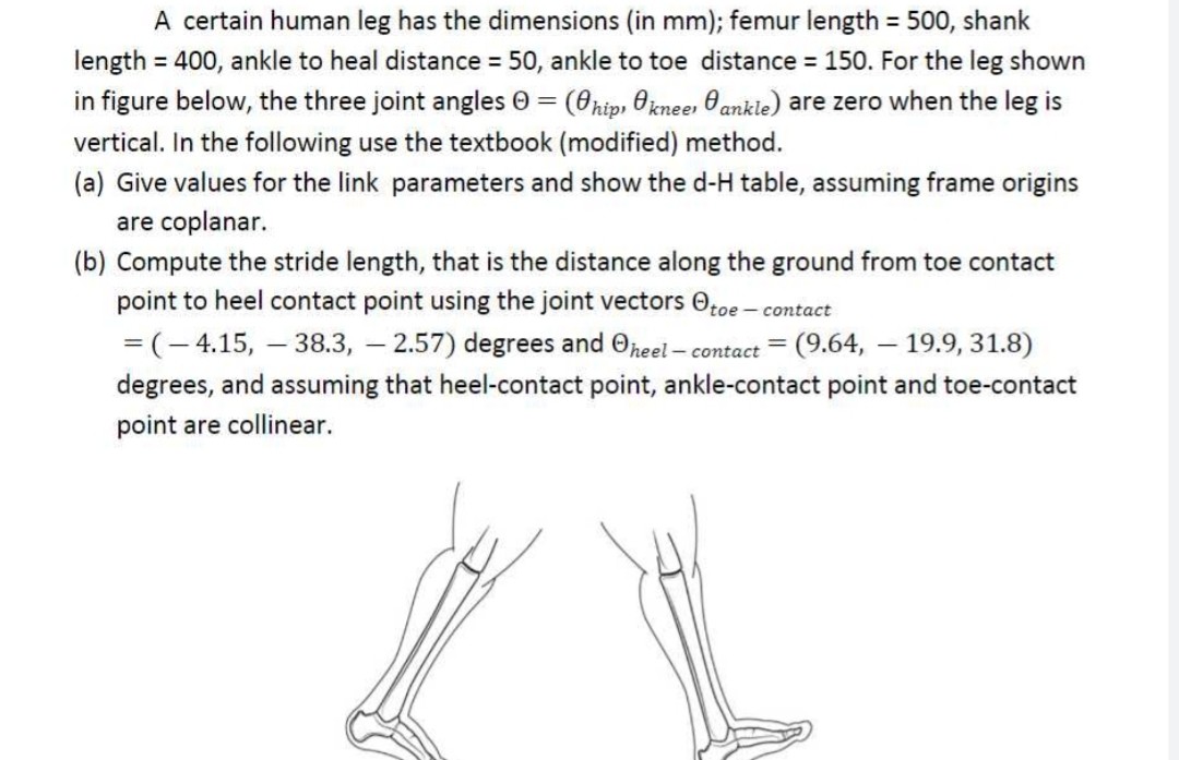 A certain human leg has the dimensions (in mm ); femur length =500 ...