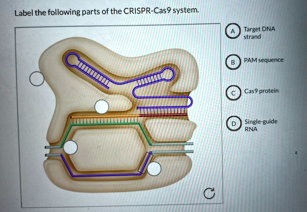 Label the following parts of the CRISPR-Cas9...
