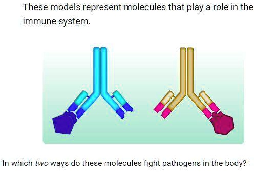 [GET ANSWER] These models represent molecules that play a role in the ...