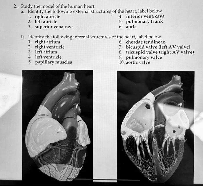 2. Study the model of the human heart. a. Identify the following ...