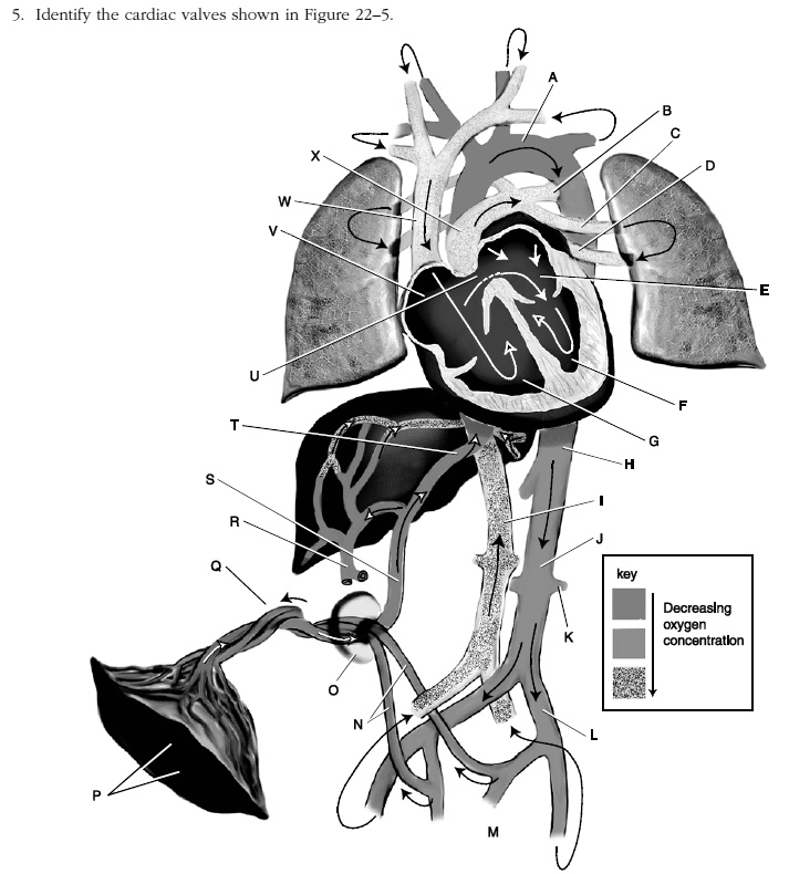 5. Identify the cardiac valves shown in Figure 22-5.