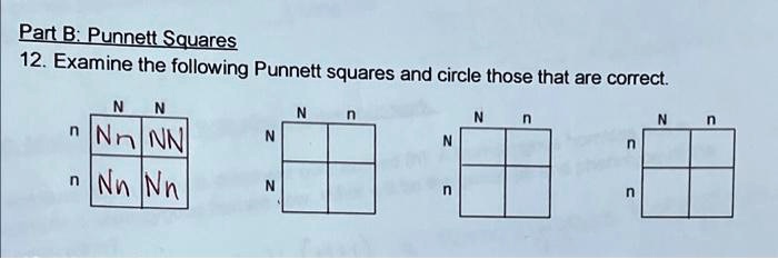 Part B: Punnett Squares 12. Examine the following Punnett squares and ...