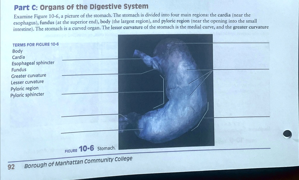 Part C: Organs of the Digestive System Examine Figure 10-6, a picture ...