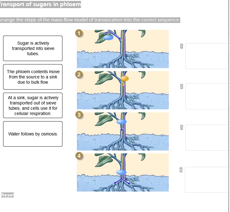 transport of sugars in phloem arrange the steps of the mass flow model ...