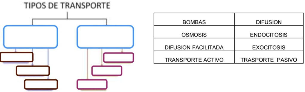 Complete El Siguiente Esquema Sobre Transporte Celular Utili Complete El Siguiente Esquema Sobre Transporte Celular Utili