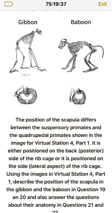 SOLVED: Exit Gibbon Baboon The position of the scapula differs between ...