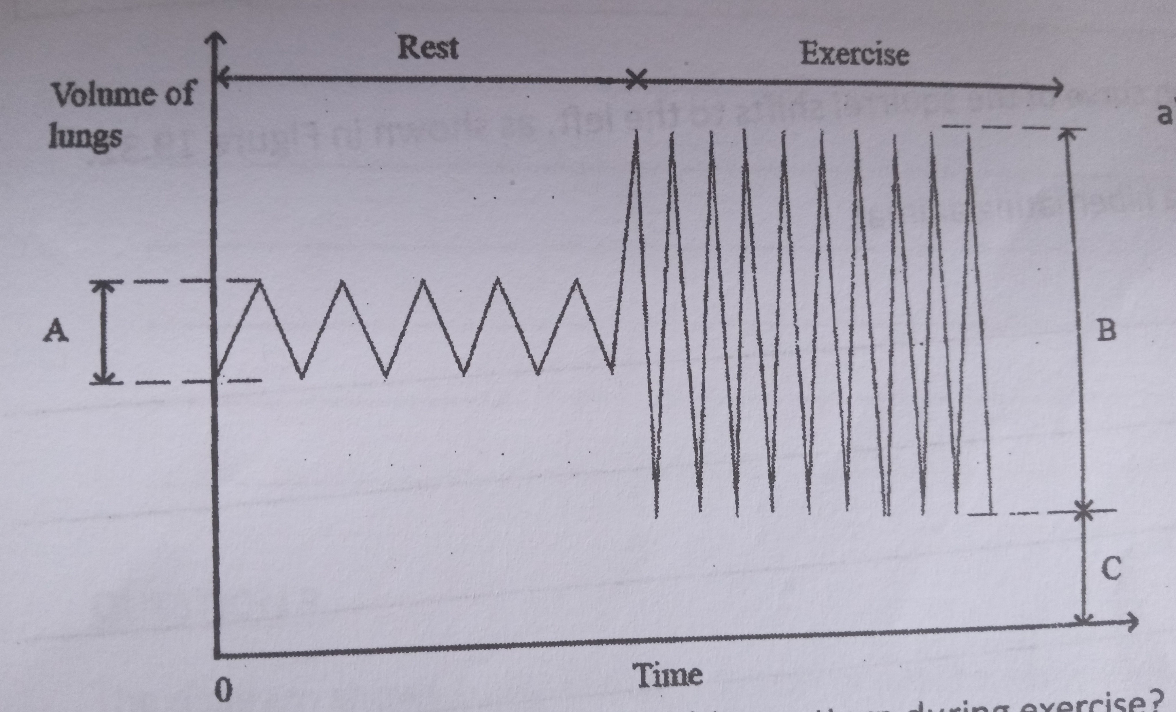 SOLVED: The diagram below shows the volumes of air breathed in and out ...