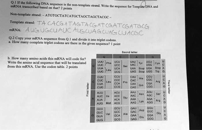 q2 copy your mrna sequence from q1 and divide it into triplet codonsa how many complete triplet ...