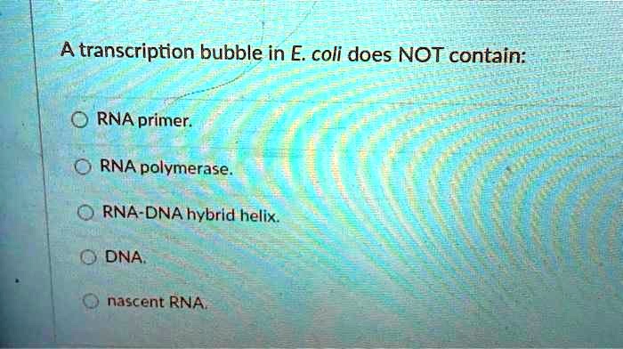 a transcription bubble in e coli does not contain orna primer orna ...