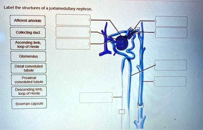 SOLVED: Label the structures of a juxtamedullary nephron Afferent ...