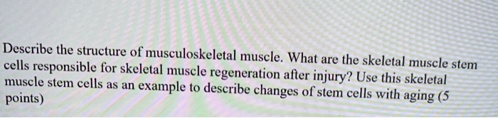 SOLVED: Describe the structure of musculoskeletal muscle: What are the ...