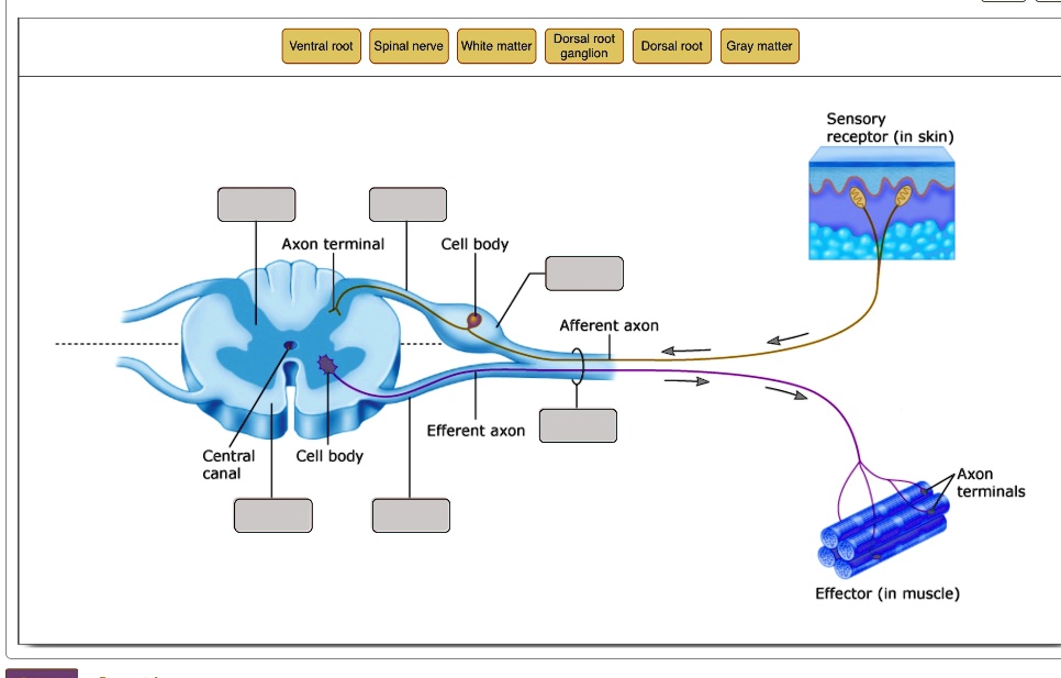 SOLVED: Dorsal root ganglion Ventral root Spinal nerve White maller ...