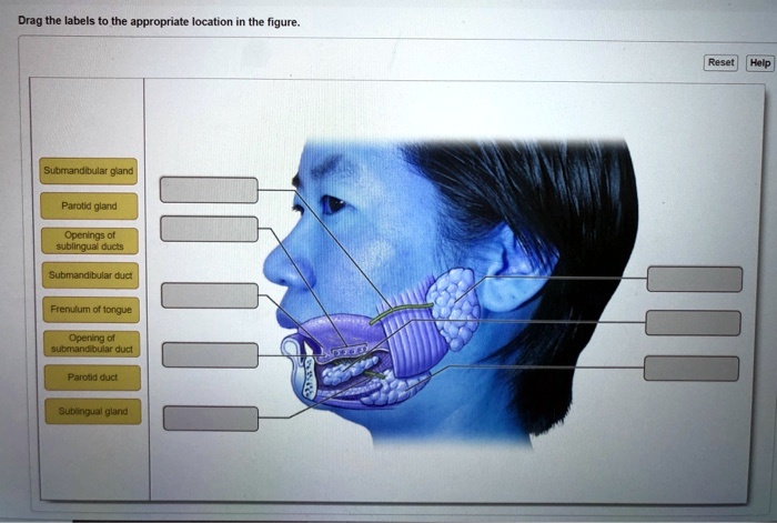 SOLVED: Drag the labels to the appropriate location in the figure. Help ...