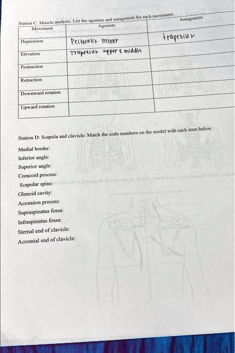 SOLVED: Antagonists Movement Agonists trapesiuy Depression Pectoralry ...