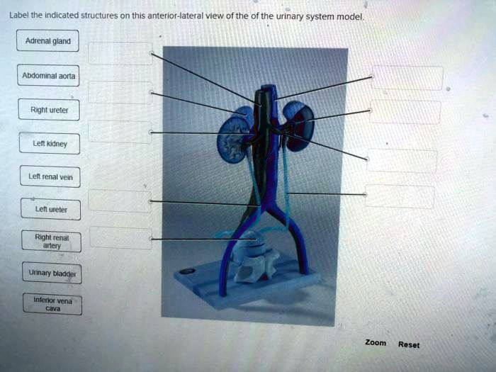 Label the indicated structures on this anterior-lateral view of the urinary system model ...