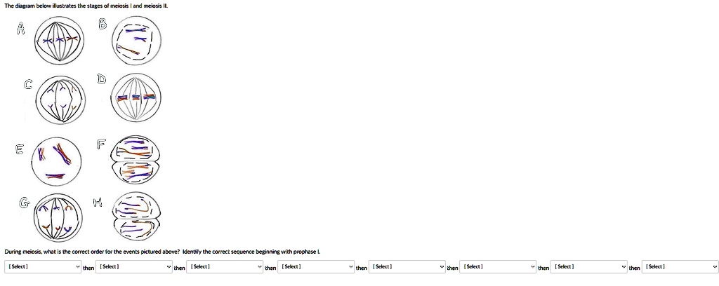 SOLVED: The diagram below illustrates the stages of meiosis I and ...