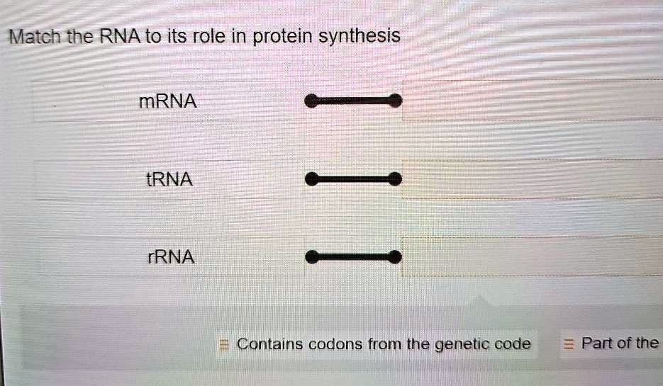 SOLVED: Match the RNA to its role in protein synthesis mRNA tRNA rRNA ...