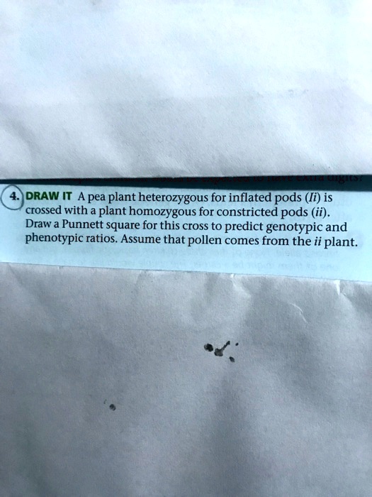 draw it apea plant heterozygous for inflated pods li is crossed with a ...