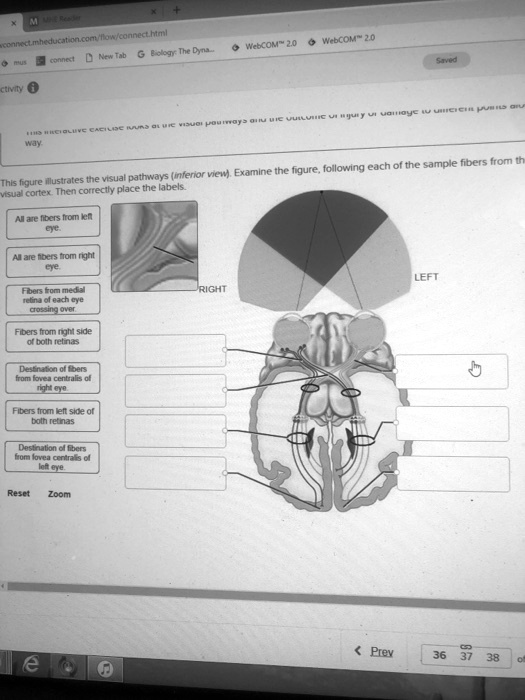 webcom20 webcom20 new tab g biology the dyna mus connect saved ctivity ...