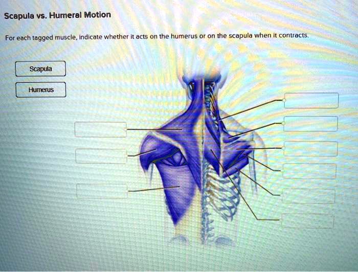SOLVED: Scapula vs. Humeral Motion For each tagged muscle, indicate whether it acts on the ...