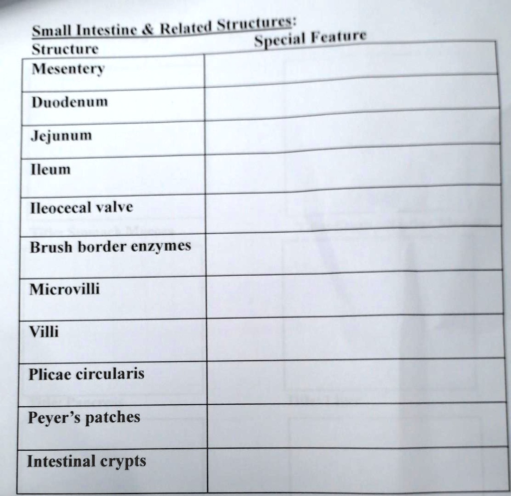 Small Intestine Related Structures: Structure Mesentery Duodenum ...