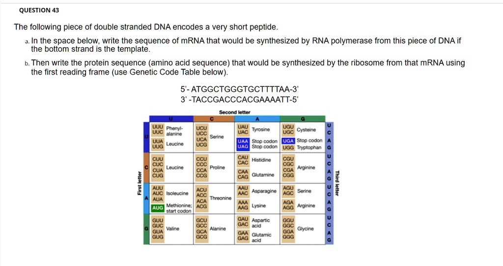 QUESTION 43 The following piece of double-stranded DNA encodes a very short peptide. In the ...