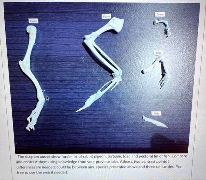 SOLVED: The diagram above show forelimbs of rabbit pigeon tortoise ...