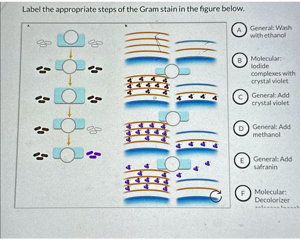 Label the appropriate steps of the Gram stain in the figure below. A ...
