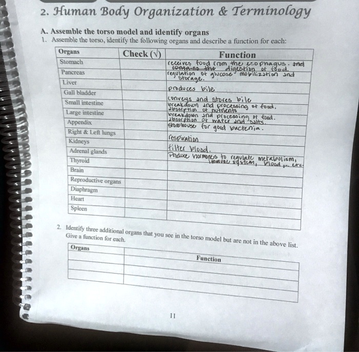 2. Human Body Organization Terminology A. Assemble the torso model and ...