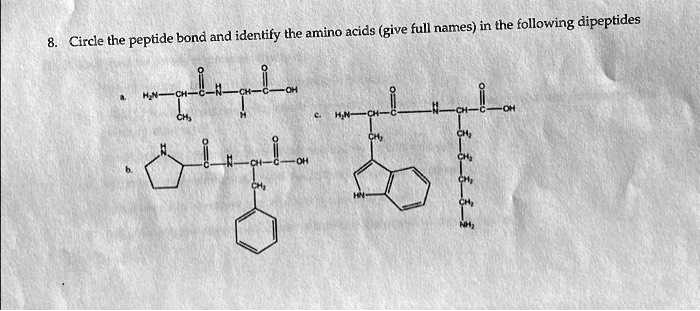 8. Circle the peptide bond and identify the amino acids (give full ...