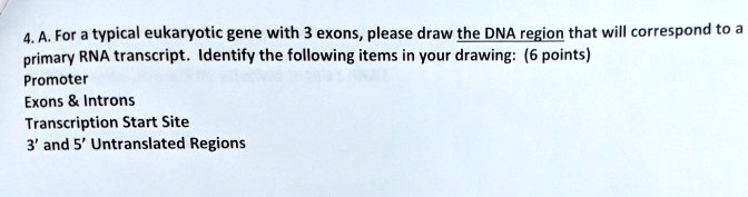 4. A. For a typical eukaryotic gene with 3 exons, please draw the DNA ...