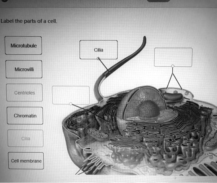 SOLVED: Label the parts of a cell Microtubule Cilia Microvilli ...