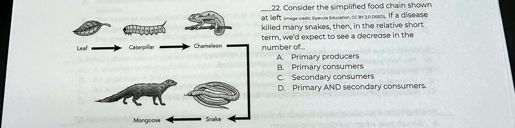 leaf caterpillar chameleon mongoose snake 22 consider the simplified ...