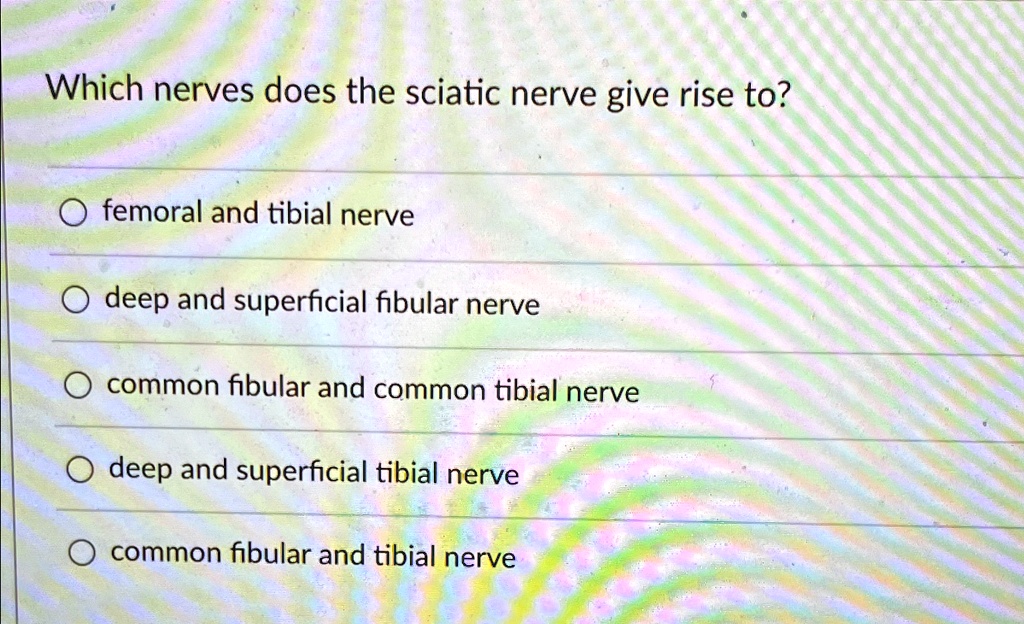 Which nerves does the sciatic nerve give rise to? femoral and tibial ...