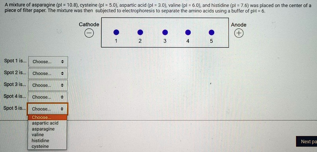 SOLVED: A mixture of asparagine (pI = 10.8), cysteine (pI = 5.0 ...