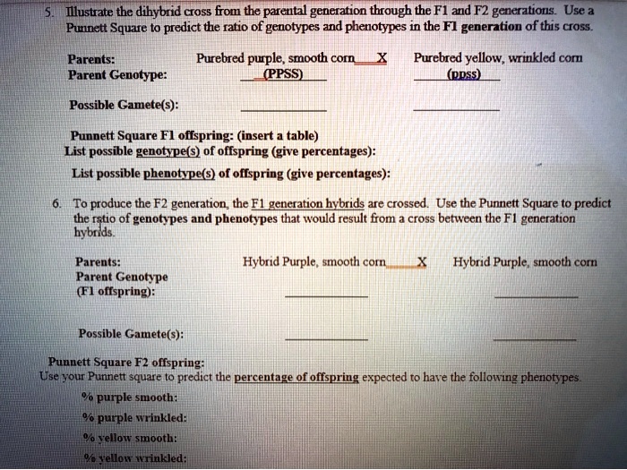 ilustrate the dihybrid cross from the parental generation through the ...