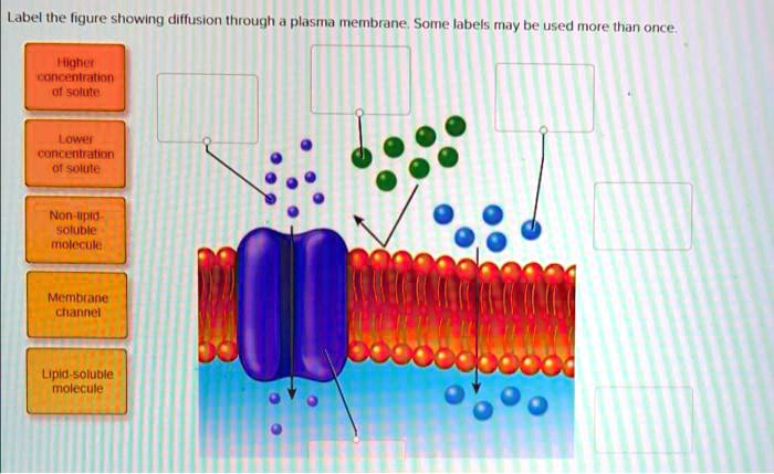 SOLVED: Label the figure showing diffusion through a plasma membrane ...