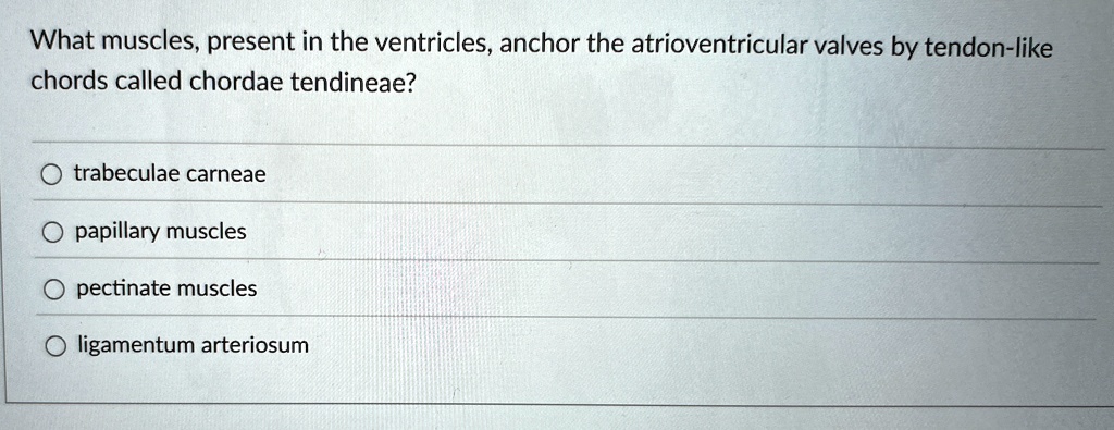 what muscles present in the ventricles anchor the atrioventricular ...