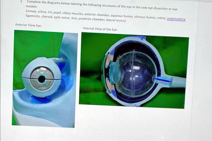 SOLVED: Please help me complete the diagrams below by labeling the ...