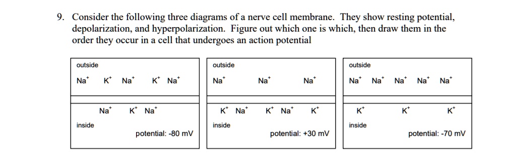 9. Consider the following three diagrams of a nerve cell...