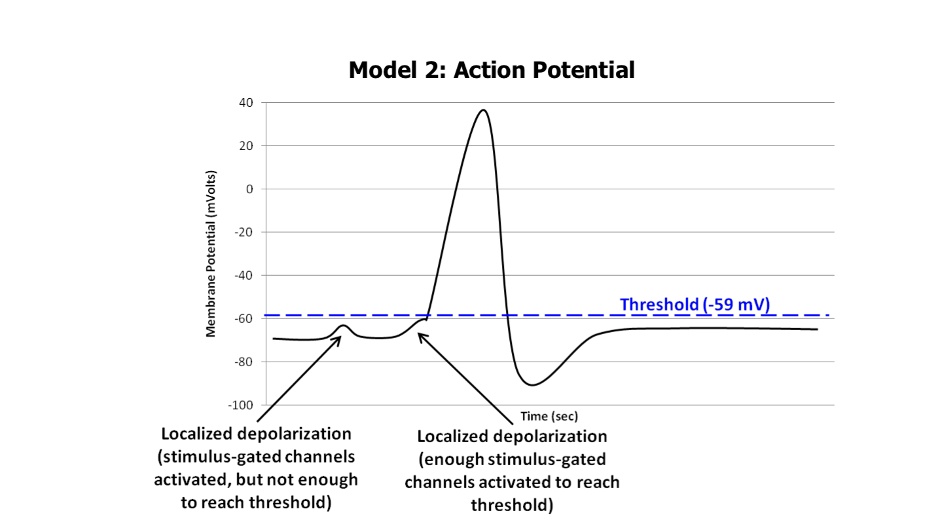 SOLVED: Model 2: Action Potential 1 L -80 -100 Localized depolarization ...