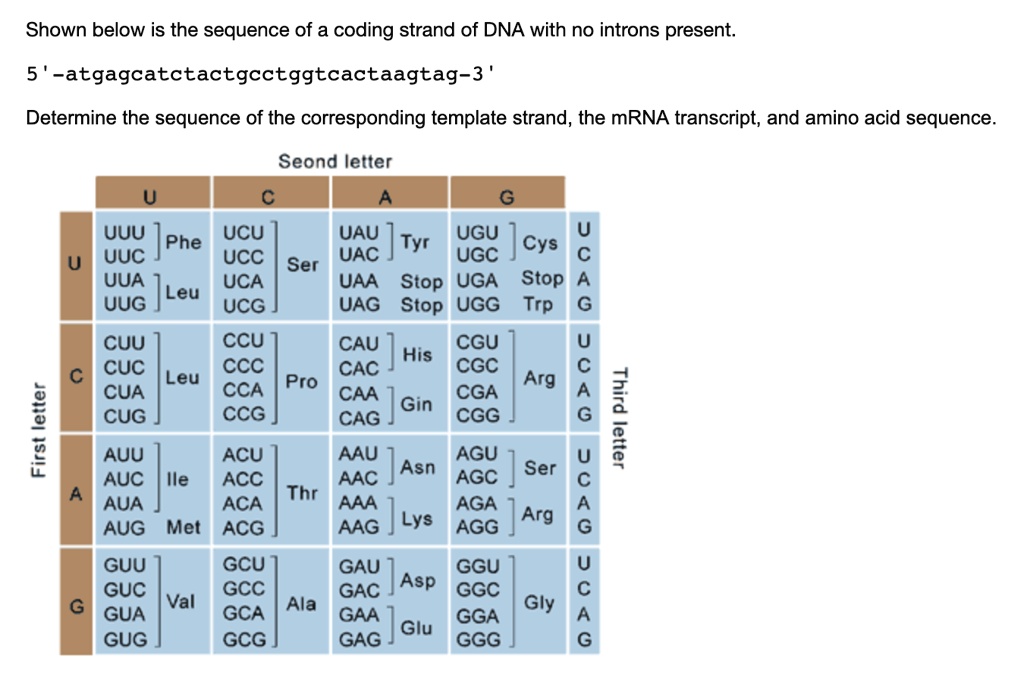 Shown Below Is The Sequence Of A Coding Strand Of DNA SolvedLib