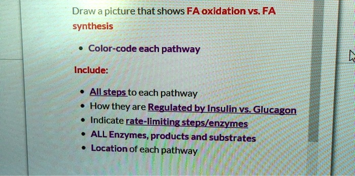 draw a picture that shows fa oxidation vs fa synthesis color code each ...