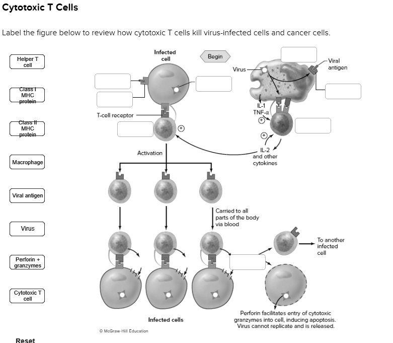 SOLVED: Cytotoxic T Cells Label the figure below to review how ...